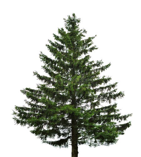 Single fir tree stock photo. Image of summer, natural - 16178752