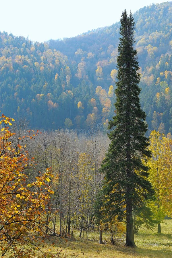 Single Fir Tree Against Autumn Forest in Mountains Stock Photo - Image ...