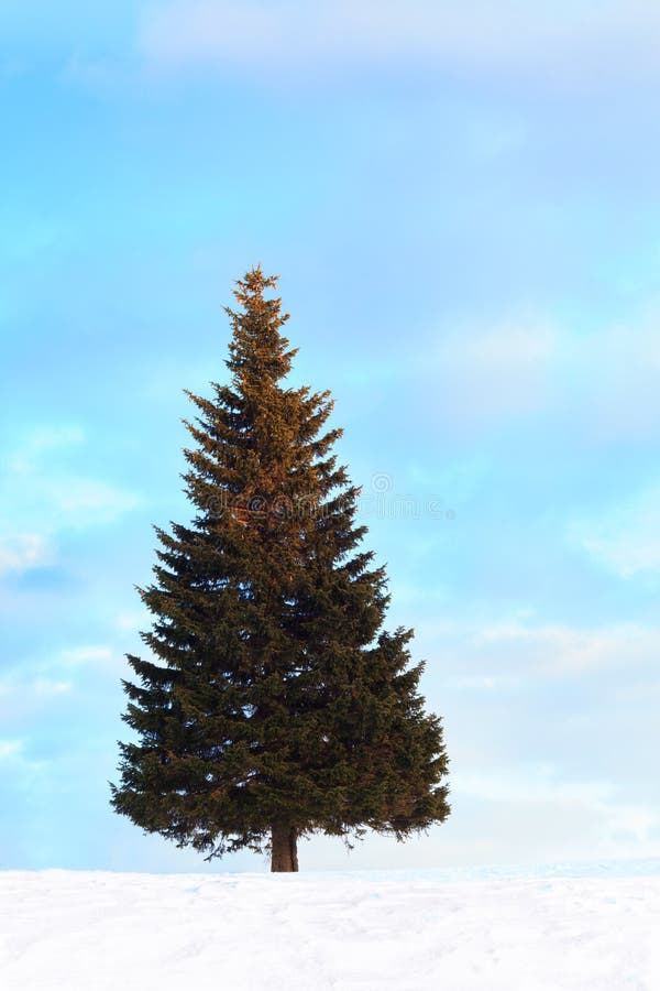 Single Fir Tree at Winter stock photo. Image of pine - 27689190