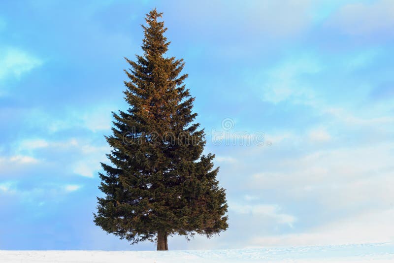 Single Fir Tree at Winter stock photo. Image of glade - 27689248