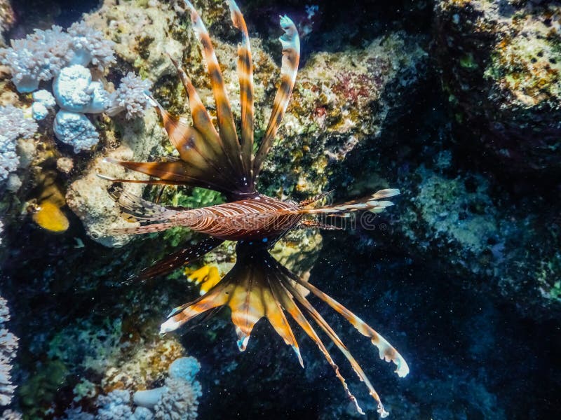 Single Fire Fish Near the Coral Reef while Snorkeling Stock Photo ...