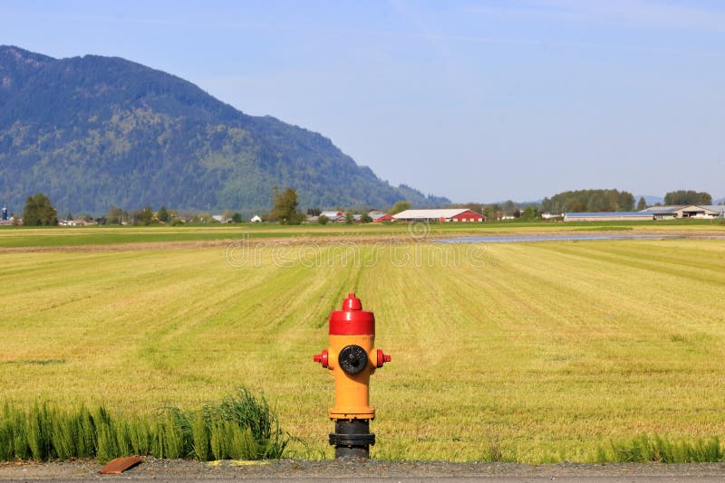 Single Fire Hydrant in Rural Field Stock Photo - Image of yellow ...