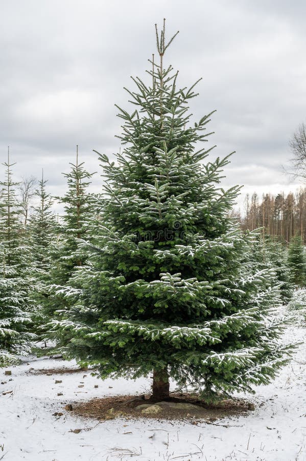 Single Fire Tree during Winter with Snow, Group of Fire Trees in the ...
