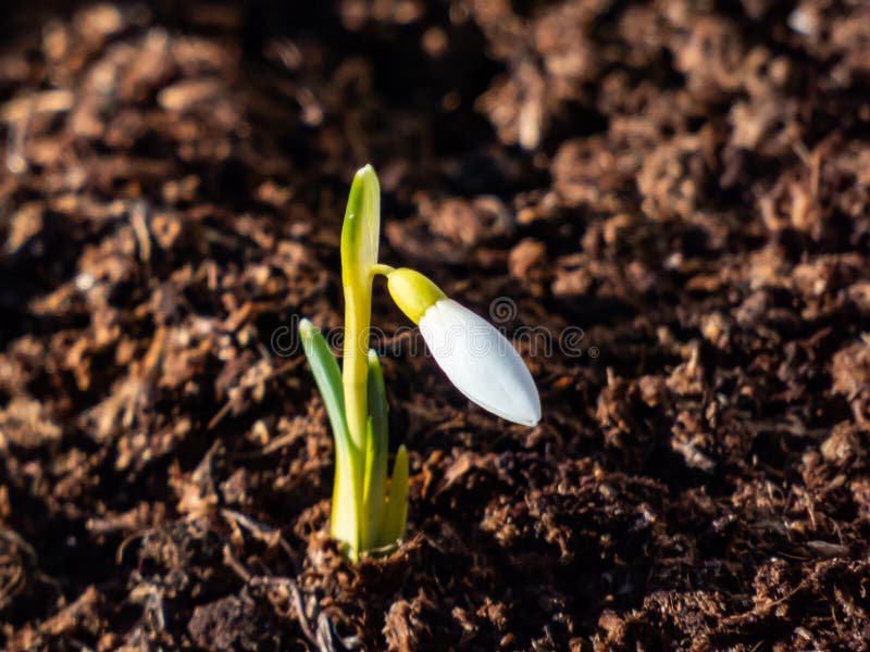 Single First Spring Flower - White Snowdrop in the Garden Stock Image ...
