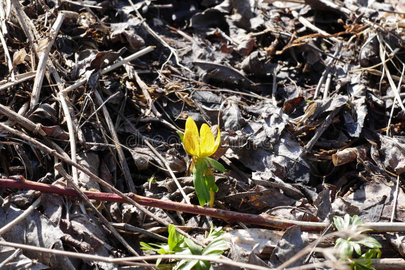 Single First Spring Kingcup Stock Image - Image of detail, blossom ...