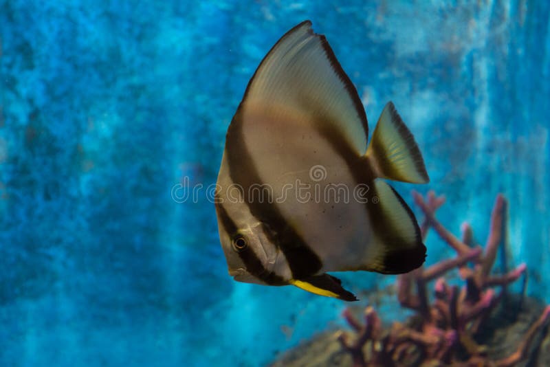 Single Fish In Aquarium Picture. Image: 101541884
