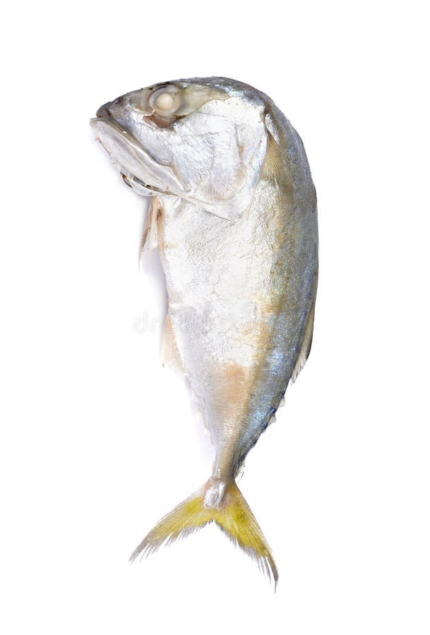 Single Fish Isolated on White Background Stock Image - Image of market ...