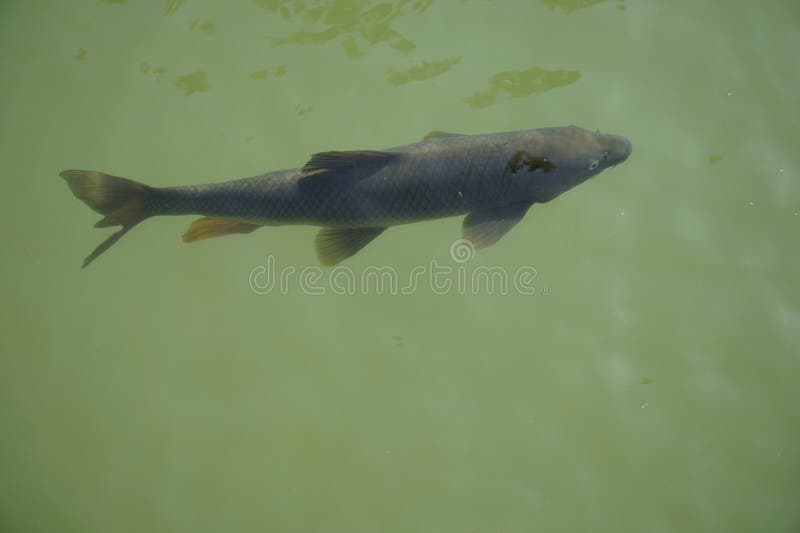 Single Fish Swimming in Pond Stock Photo - Image of fish, brown: 274896494