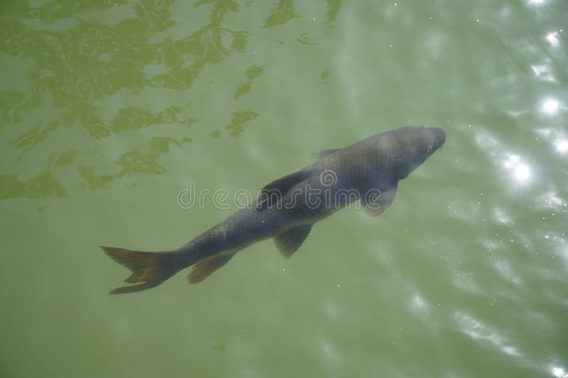Single Fish Swimming in Pond Stock Photo - Image of aquatic, water ...