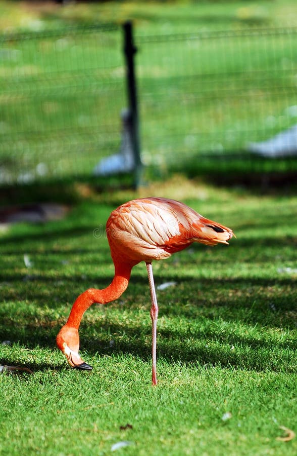 A Single Flamingo Close Up. Beautiful Birds of the World Stock Image ...