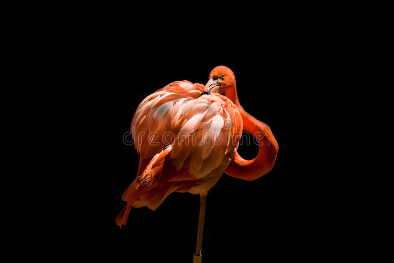 Single Flamingo on Black stock image. Image of florida - 8004825