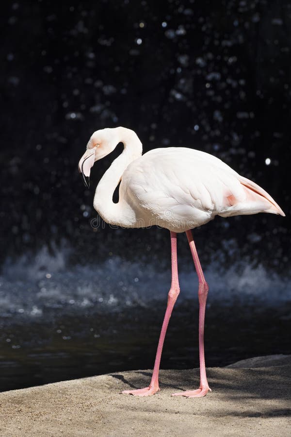 Single Flamingo Near the Water in Sunlight Stock Photo - Image of ...