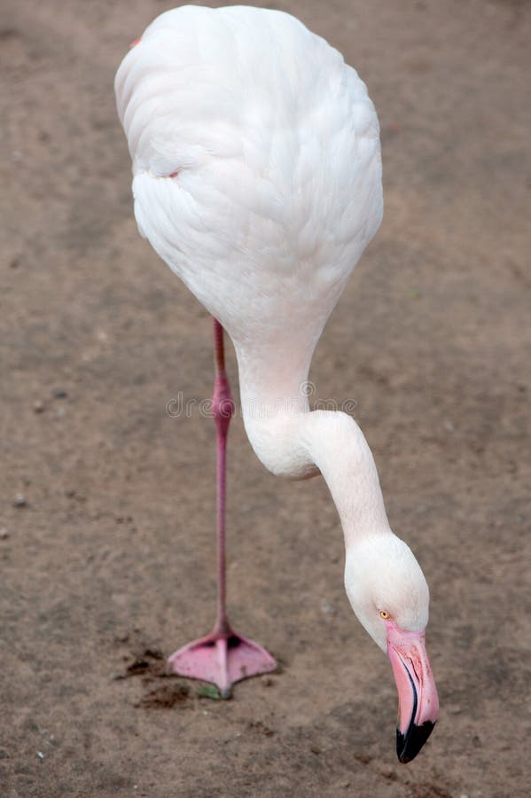 Single flamingo on one leg stock photo. Image of neck - 76658842