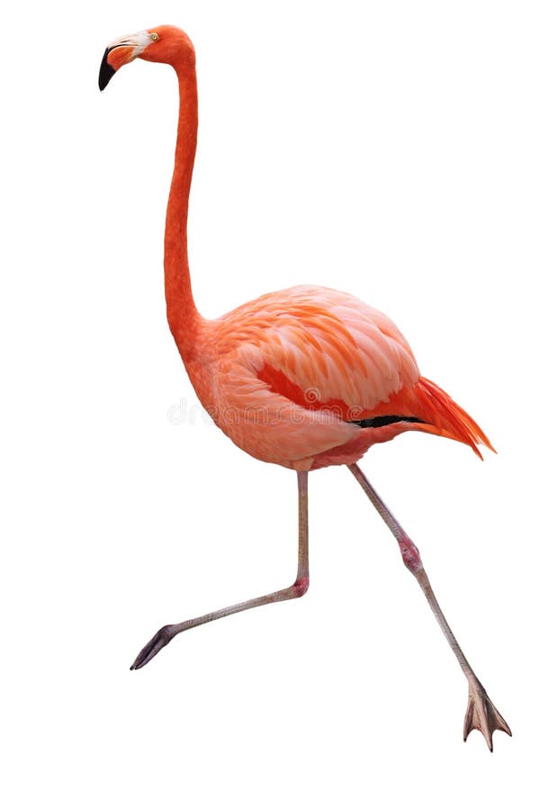 A Single Flamingo Close Up. Beautiful Birds of the World Stock Image ...