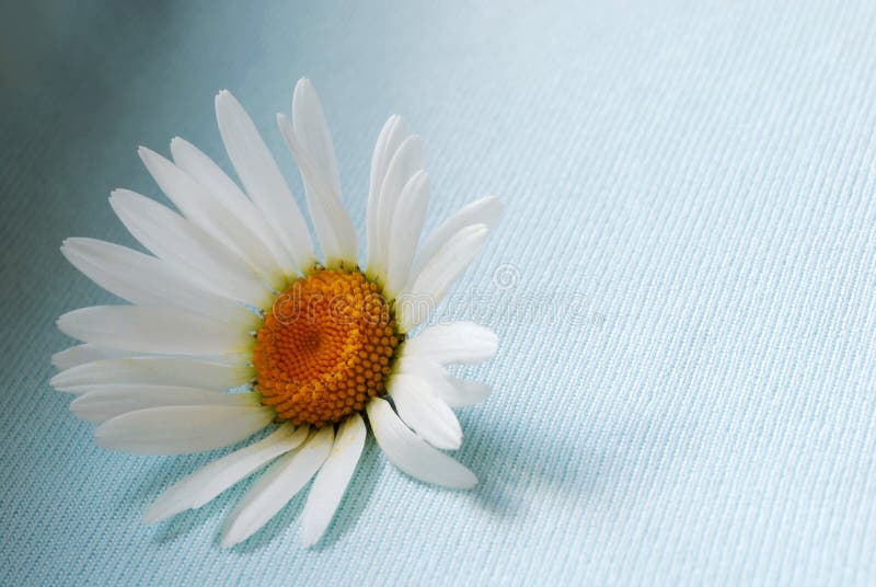 Single flower stock photo. Image of single, background - 3205470