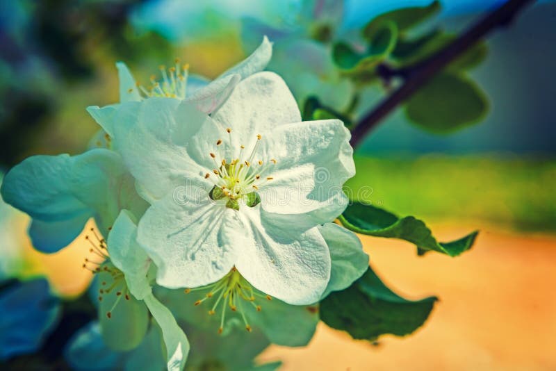 Single Flower of Apple Tree Instagram Stile Stock Photo - Image of ...