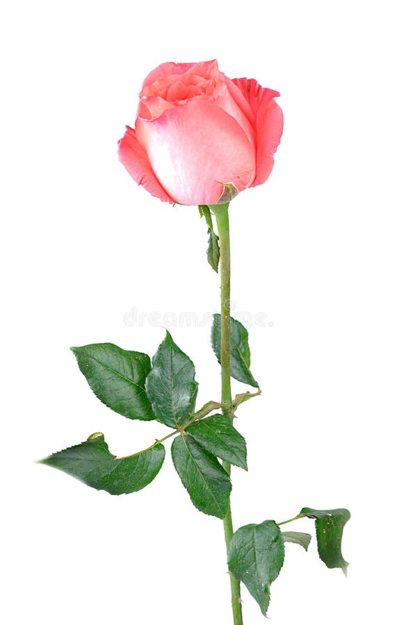 Beautiful Single Pink Rose Isolated on White Background Stock Image ...