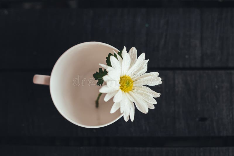 Single Flower on a Black Background Stock Photo - Image of flower ...