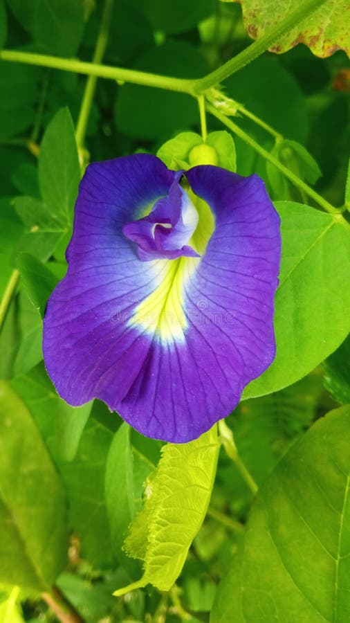 Single Flower of Blue Pea in Bloom among Its Green Leaves Stock Image ...