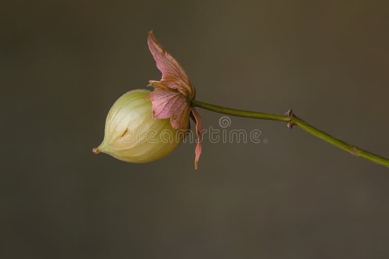 A Single Flower is Budding on Its Stem Stock Image - Image of stem ...