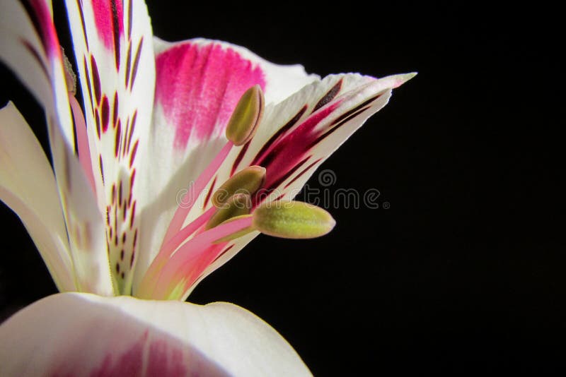 Single flower close up 1 stock image. Image of close - 41117475