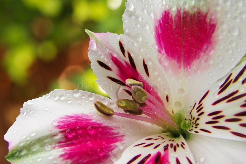 Single flower close up 2 stock image. Image of stamens - 41117571