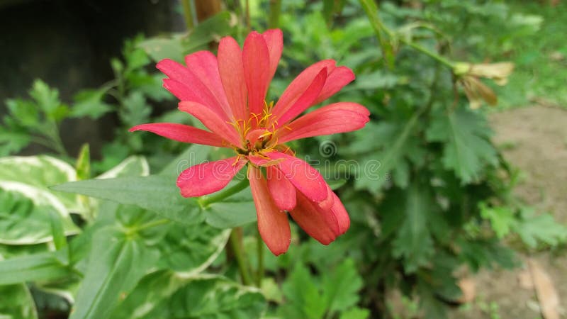 Single flower closeup stock image. Image of plant, tree - 193973063