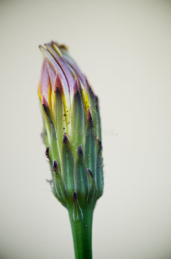 Single Flower Closeup 3 stock image. Image of petals - 96349279