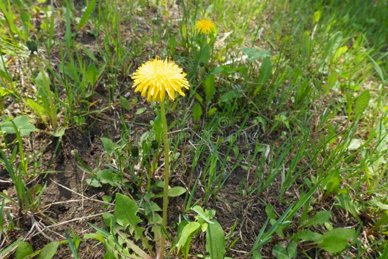 Single Flower of Dandelion in the Grass Stock Image - Image of ...