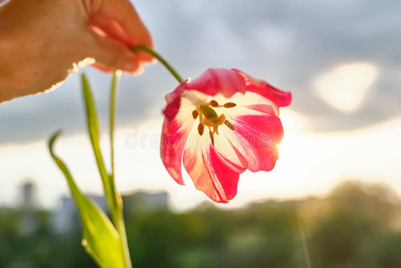 Single Flower in Female Hand. Beautiful Tulip, Dramatic Sky Background ...