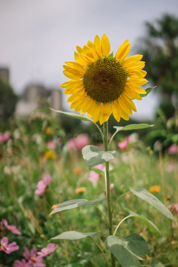A Single Sunflower Flower in a Field Stock Photo - Image of green ...