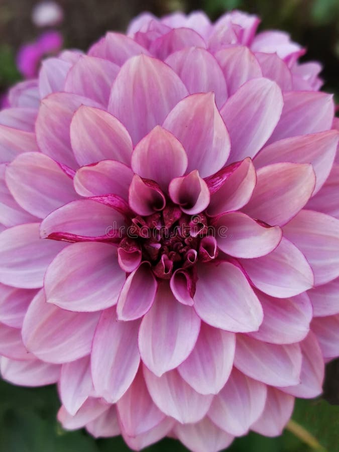 Focus on a pink dahlia stock photo. Image of pink, garden - 222217286