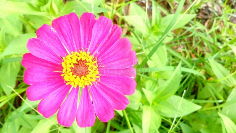 Single flower stock image. Image of pink, flowers, fresh - 79605605