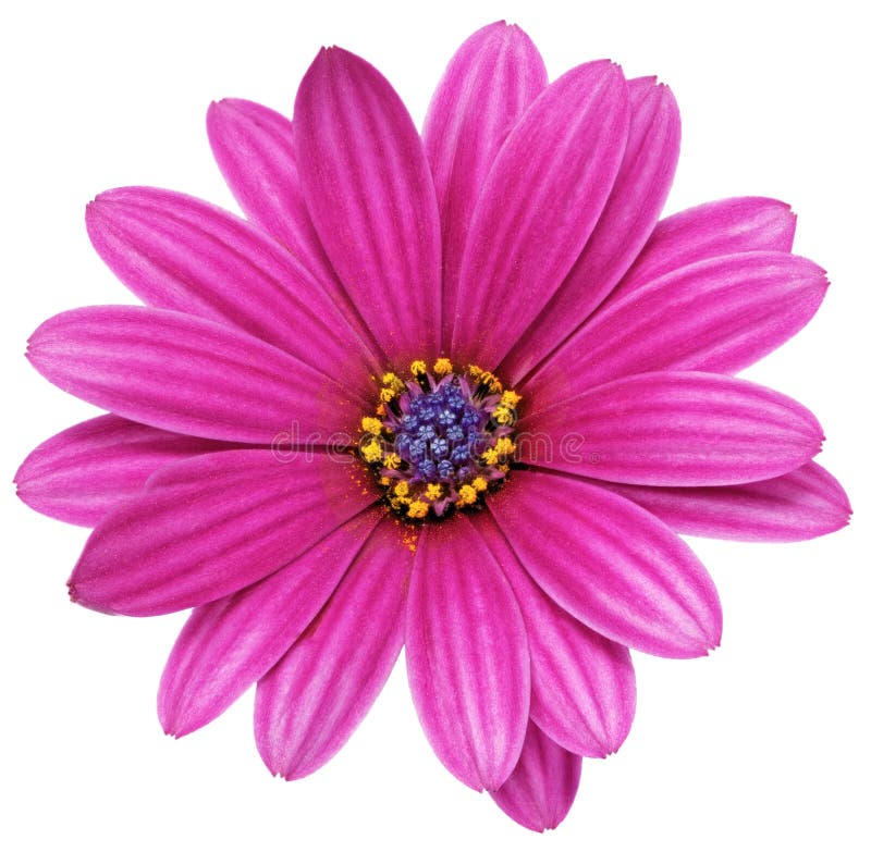 Single Flower of a Daffodil Cultivar Stock Photo - Image of flower ...