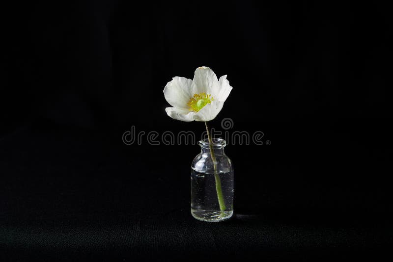 Single Flower in Glass Vase on Black Background Stock Image - Image of ...