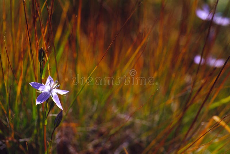 Single Flower and the Grass Stock Image - Image of background, amethyst ...