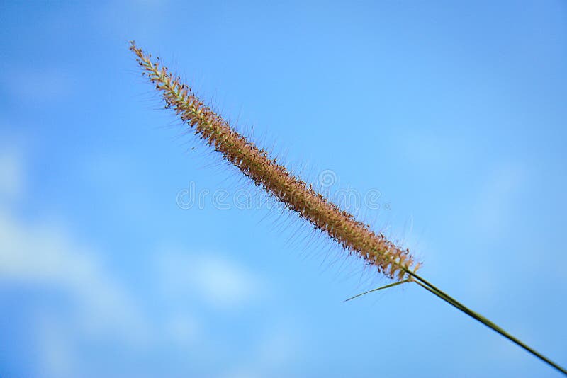 A single flower grass stock image. Image of light, single - 42381953