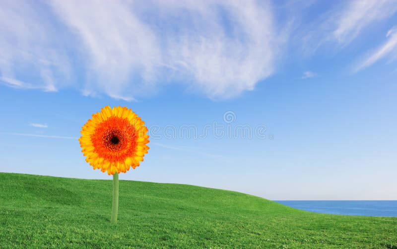 Single Flower in a Green Field Stock Photo - Image of blue, farm: 4917822
