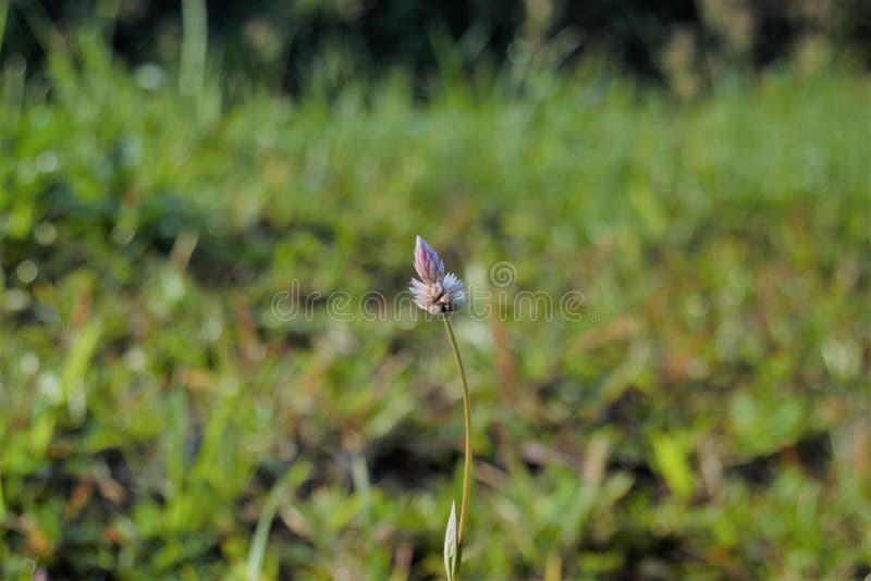 Single Flower Growing Alone Stock Image - Image of leaf, lawn: 268937451