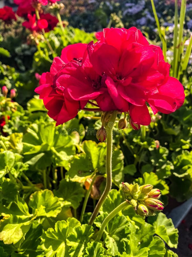 She Stands Alone stock photo. Image of growing, buds - 184891594