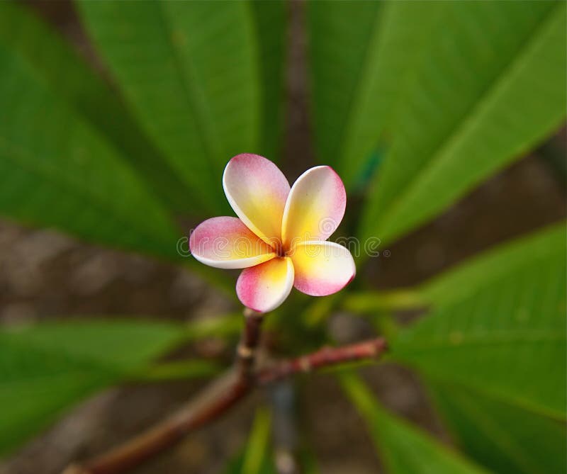 Single Flower stock image. Image of delicate, yellow - 73757185