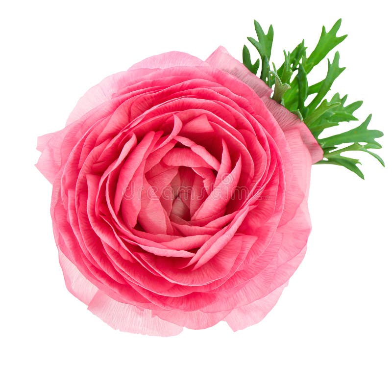 Single Flower Heads. Rose, Orchid, Peony, Sunflower, Gerber Stock Image ...