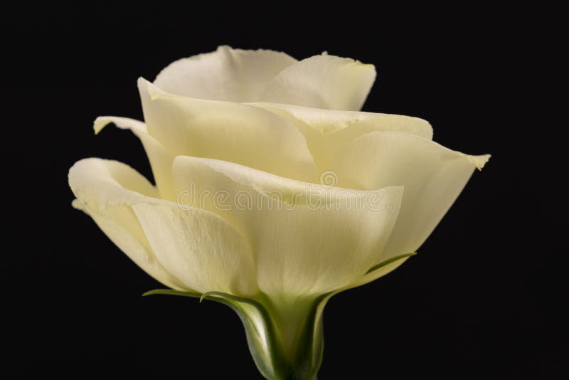 Single Flower Head of Yellow Rose Isolated on Black Background Stock ...