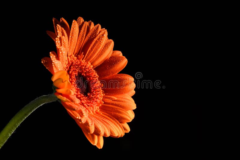 Single Flower Isolated on a Black Background Stock Image - Image of ...