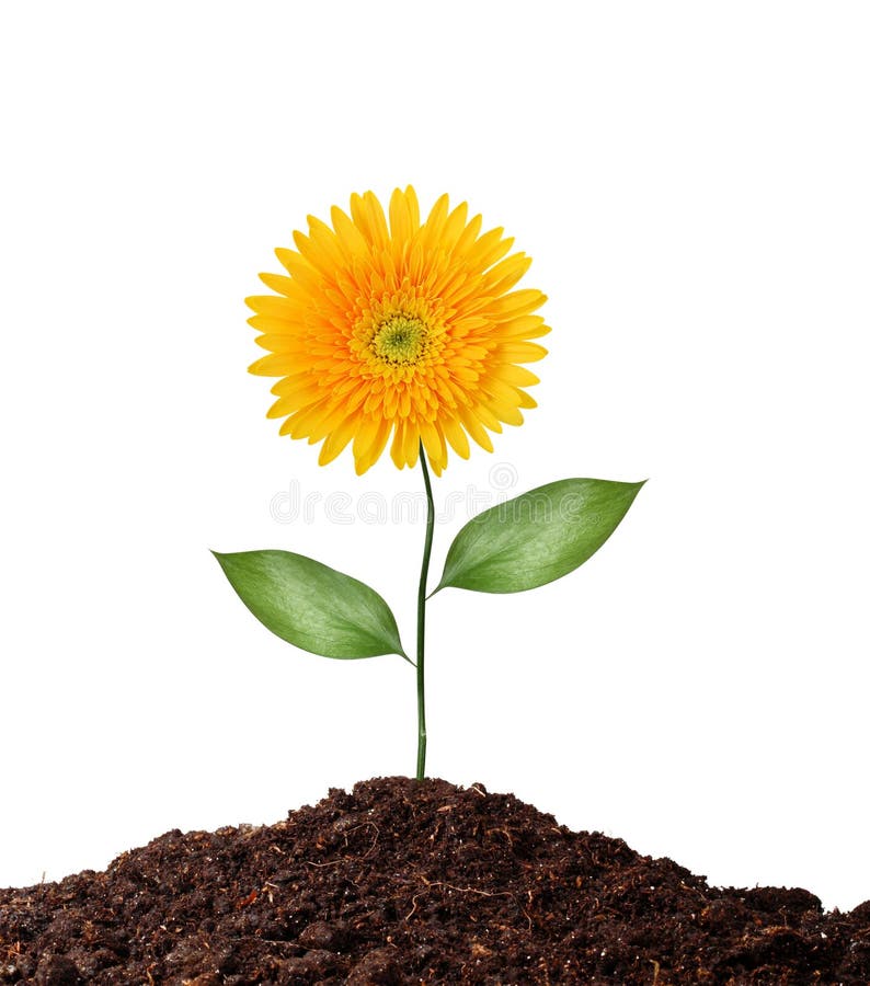 507,701 Single Flower Stock Photos - Free & Royalty-Free Stock Photos ...