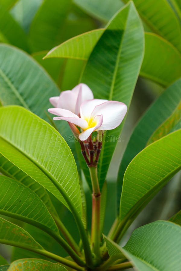 A Single Flower is on a Leaf Stock Image - Image of flower, botany ...