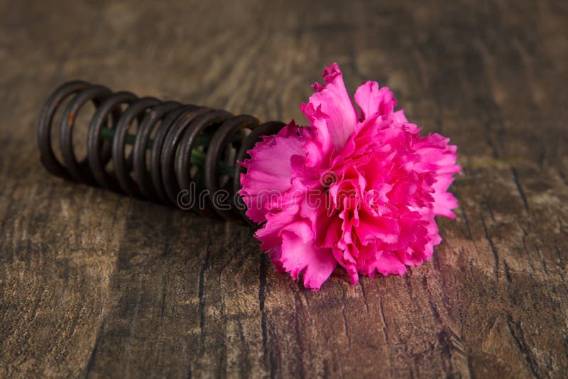 Single Flower in Metal Spring on Grunge Wood Surface Artistic Co Stock ...