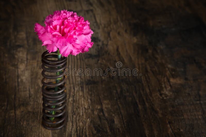 Single Flower in Metal Spring on Grunge Wood Surface Artistic Co Stock ...