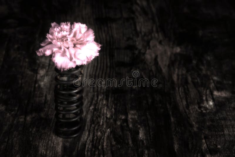 Single Flower in Metal Spring on Grunge Wood Surface Artistic Co Stock ...