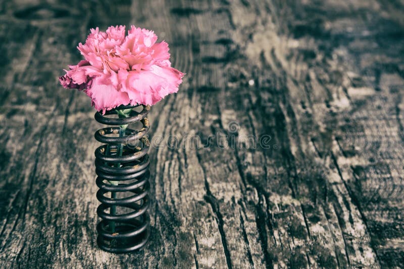 Single Flower in Metal Spring on Grunge Wood Surface Artistic Co Stock ...